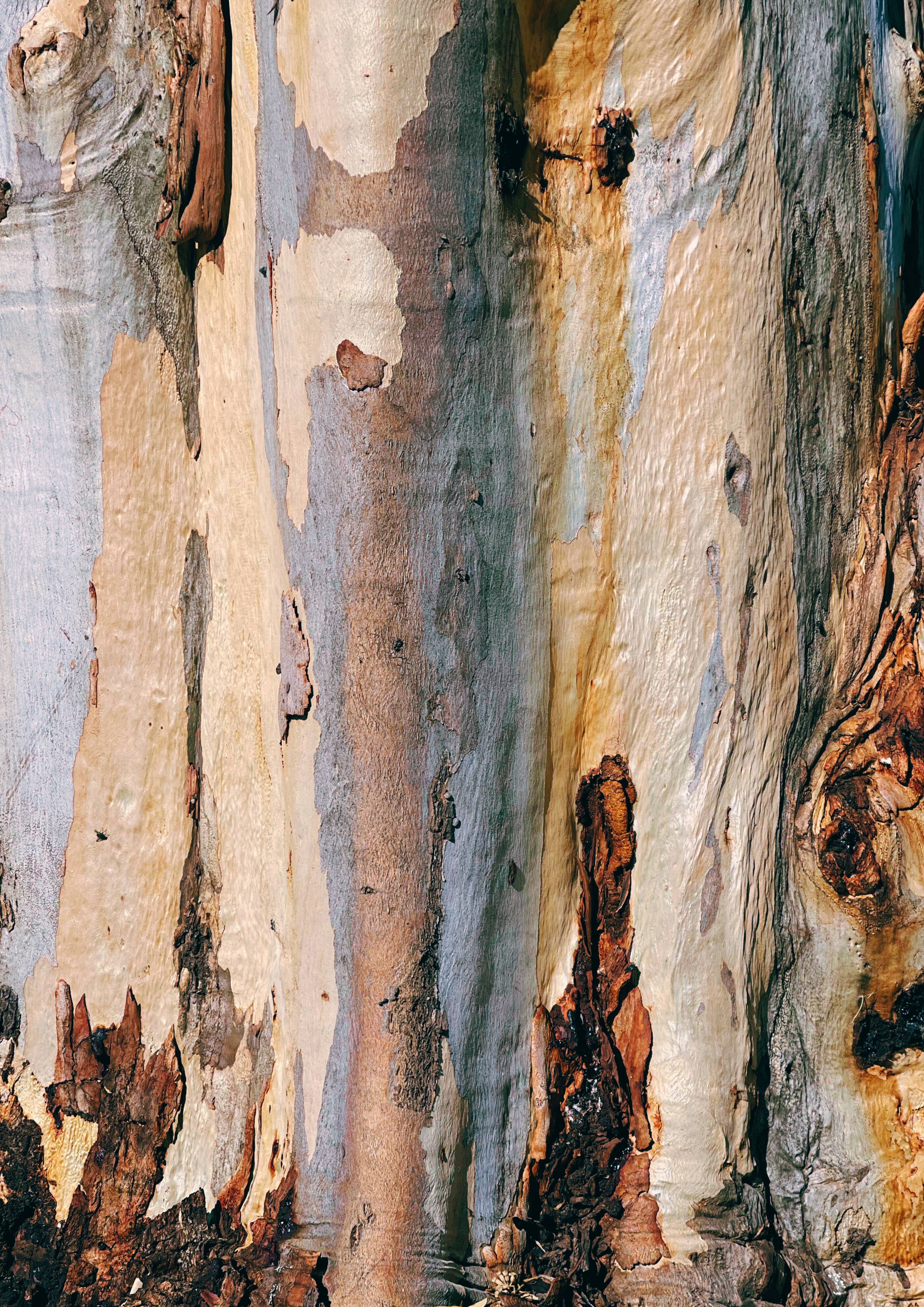 Nature as art, Australia as muse – LYPTUS ART